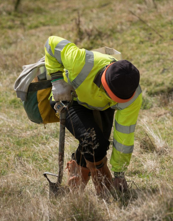 Forest Planting | Forest Management New Zealand