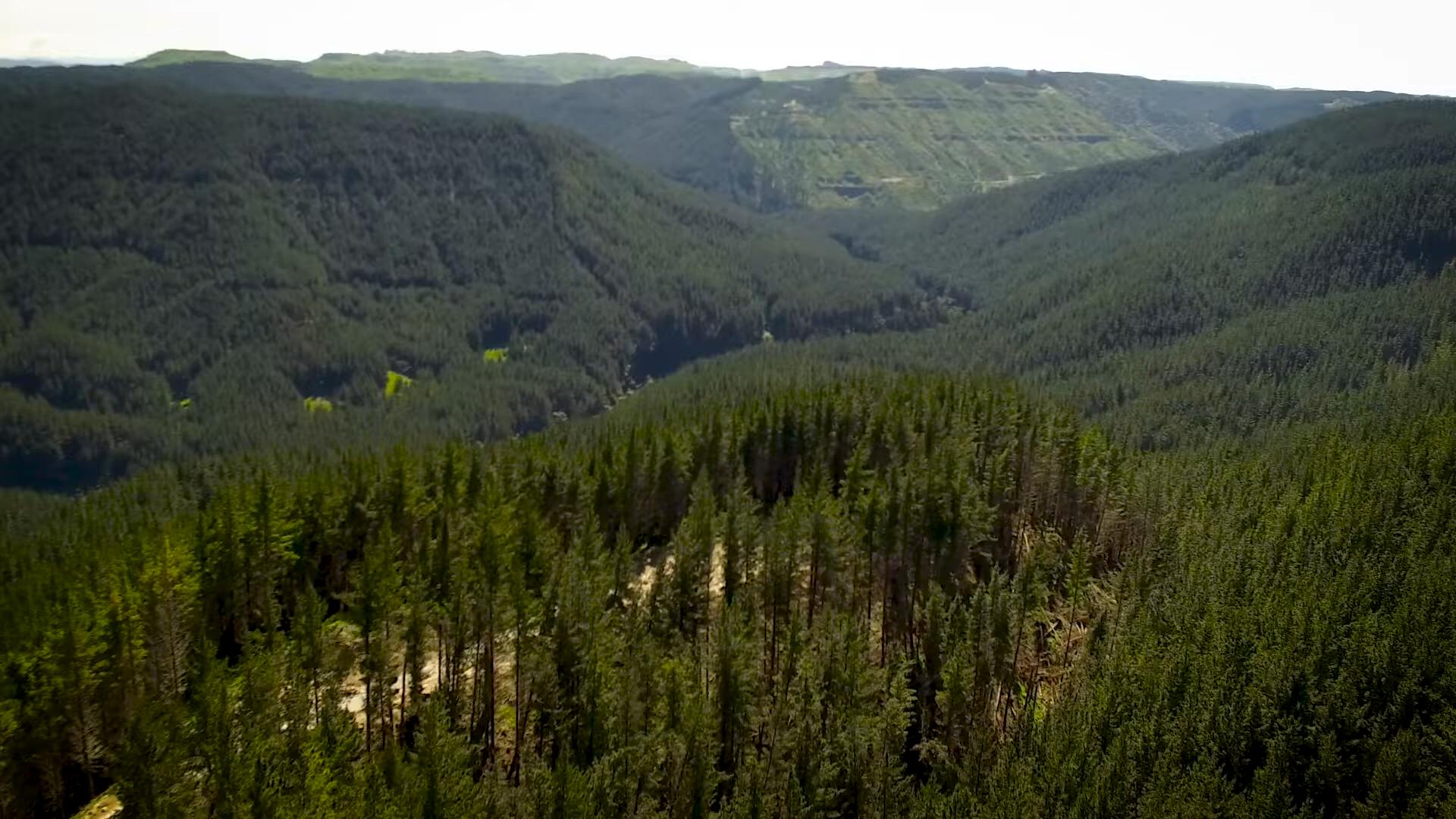 Forest Management | Forest Management New Zealand.